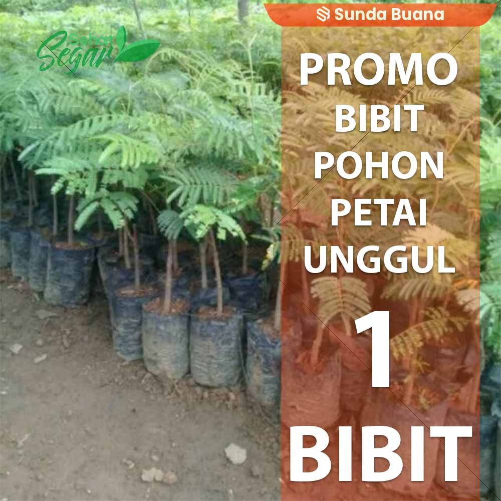 Jual Bibit Pohon pete petai Okulasi Varietas unggul siap tanam | Shopee ...