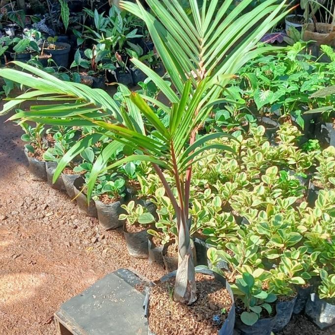 Jual Promo bibit tanaman hias palem botol tinggi 1 meter COD | Shopee ...