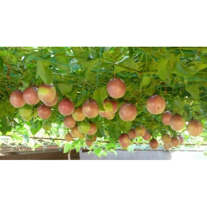 Jual Benih / Bibit / Biji - Markisa Merah Asam (Passiflora edulis ...