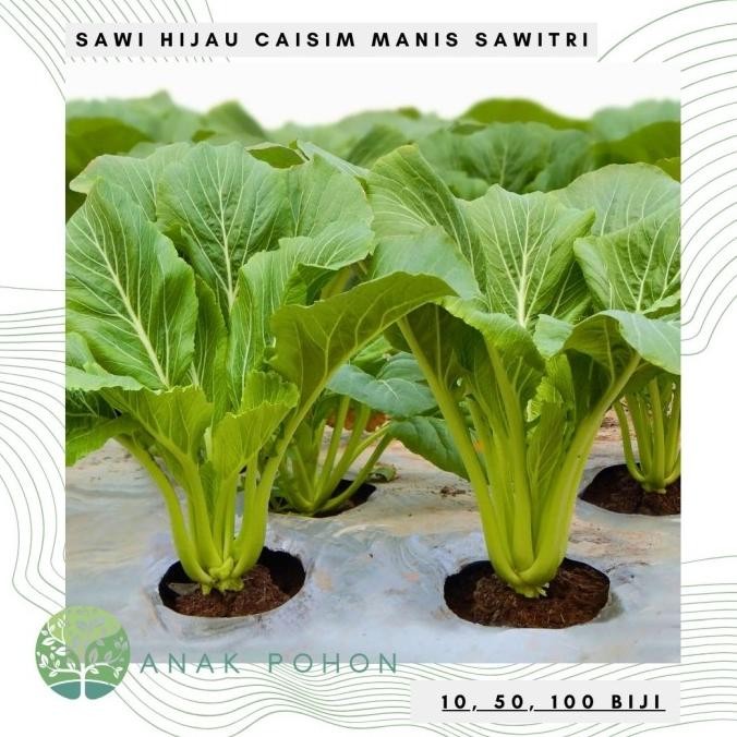 Jual Benih Bibit Biji - Sawi Hijau Manis Sawitri / Sawi Bakso Mie Ayam ...