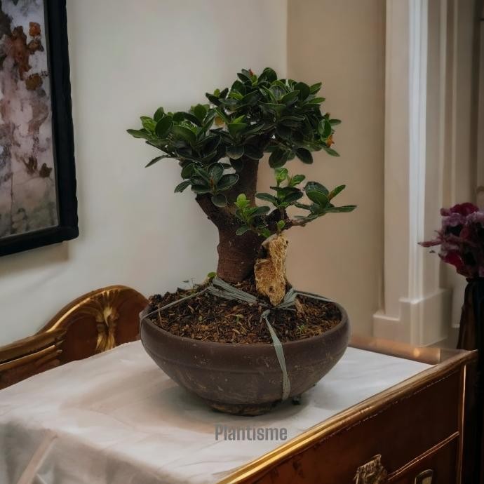Jual BEBAS ONGKIR - Bonsai Ficus Microcarpa Beringin Micro Daun Kecil ...