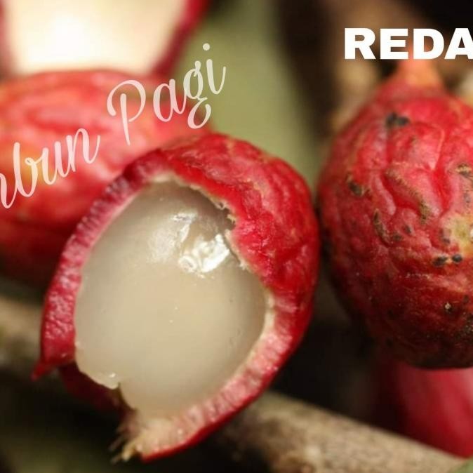 Jual Bibit Buah Redan Atau Ridan Buah sangat langka Asli Kalimantan ...