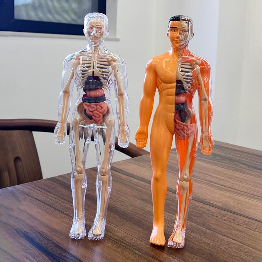Jual Premium Human Body Anatomy Torso Model Mainan Dokter organ tubuh manusia Human body torso ...