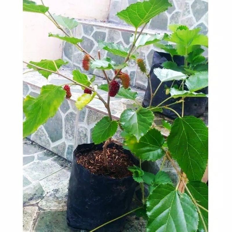 Jual Bibit Pohon Mulberry (Pohon Murbey) | Shopee Indonesia