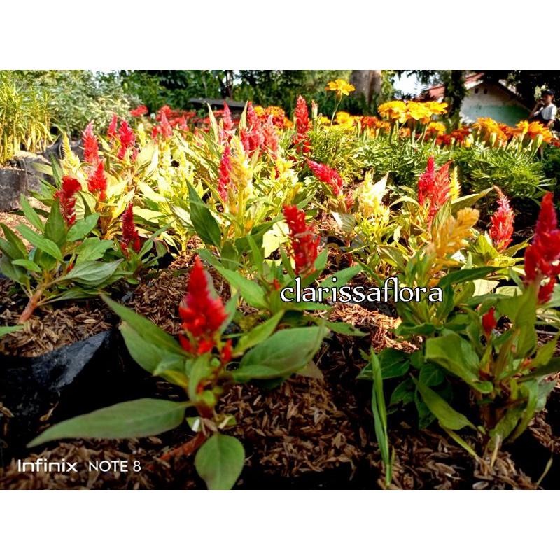 Jual Tanaman Hias Boroco Merah | Shopee Indonesia
