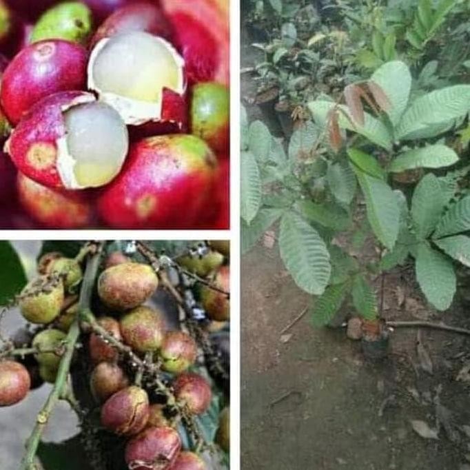 Jual Bibit Buah Matoa Merah Asli Papua / Bibit Tanaman Matoa Merah ...
