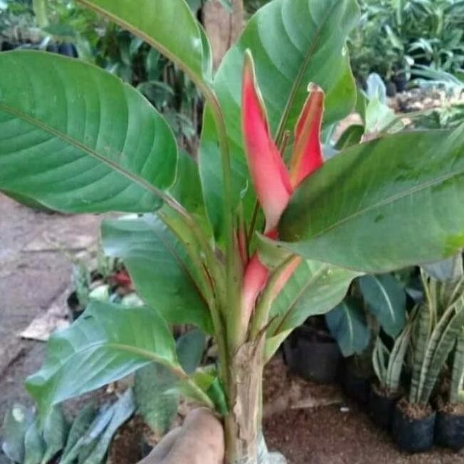Jual Tanaman hias pisang bali// Pohon pisang bali// Bibit Pisangan ATV ...