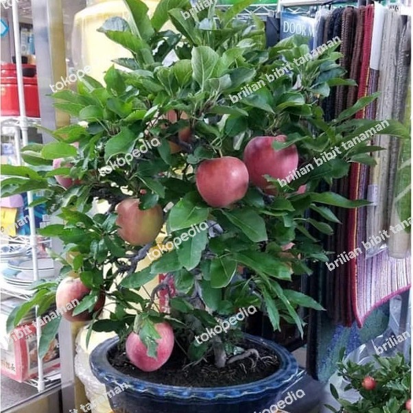 Jual Jual [READY] bibit tanaman apel merah cangkok batang besar cepat ...
