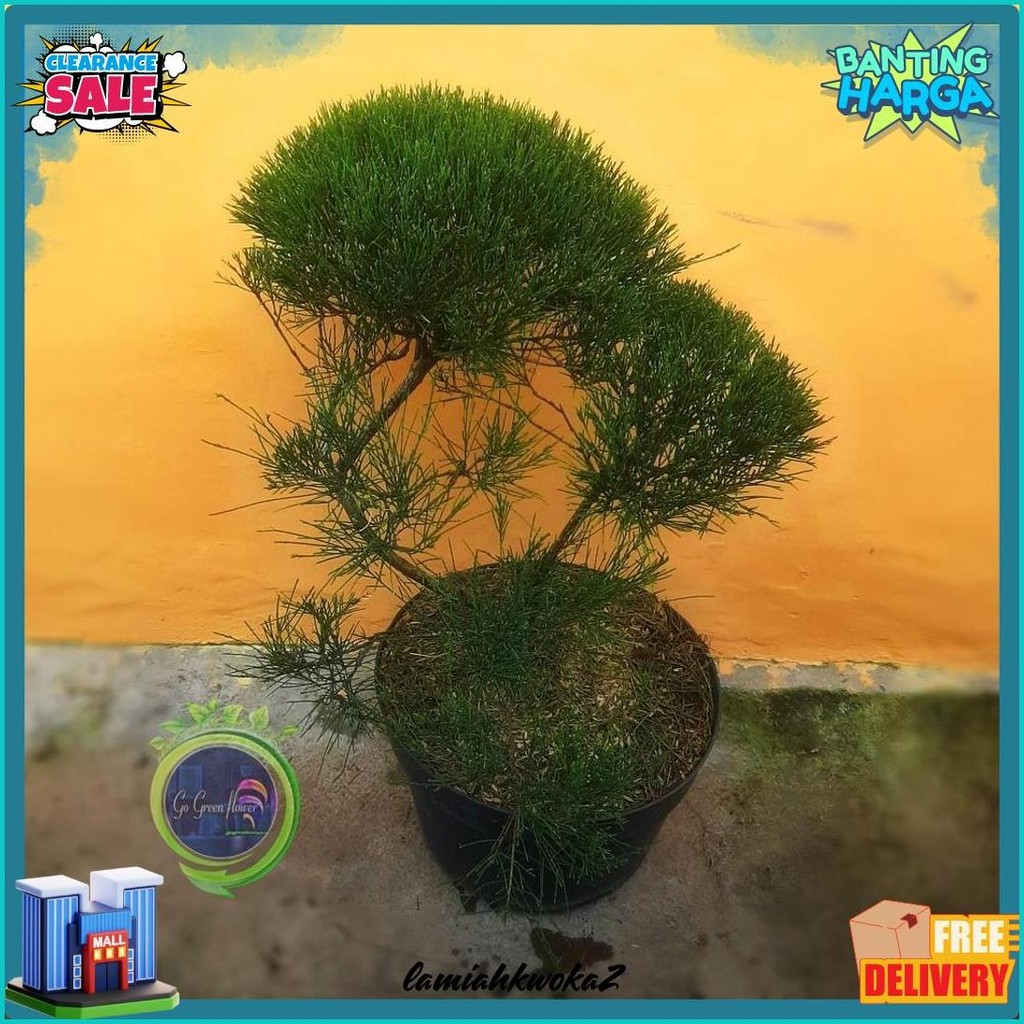 Jual Bonsai Cemara Udang Casuarina Equisetifolia Bahan Bonsai Bibit ...