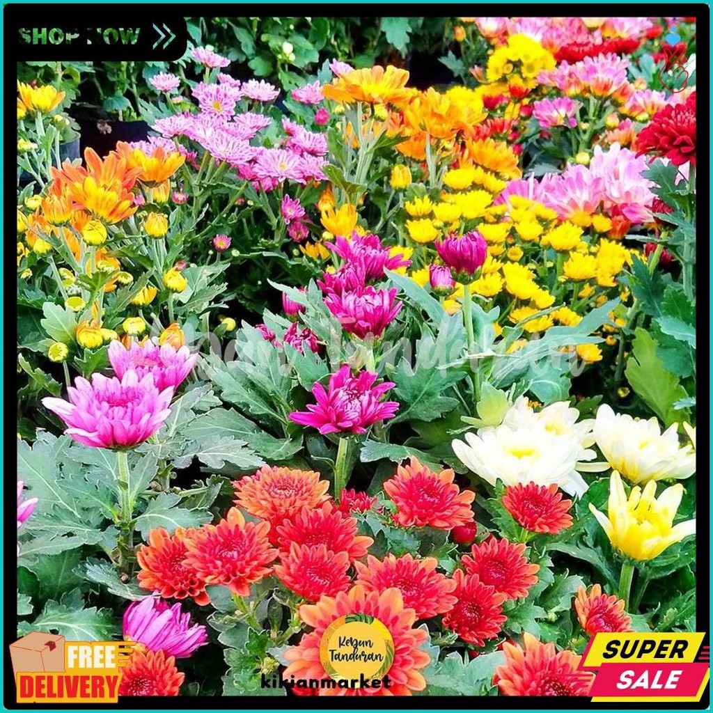Jual Tanaman Bunga Krisan Berbunga Rimbun Satu Pot 1 Kg Kirim Include ...