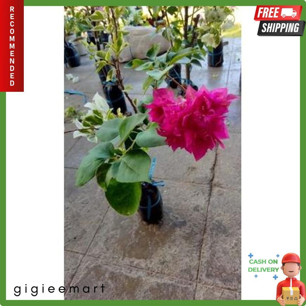 Jual Tanaman Hias Bougenvile 3 Warna Diskon Setengah Harga Shopee