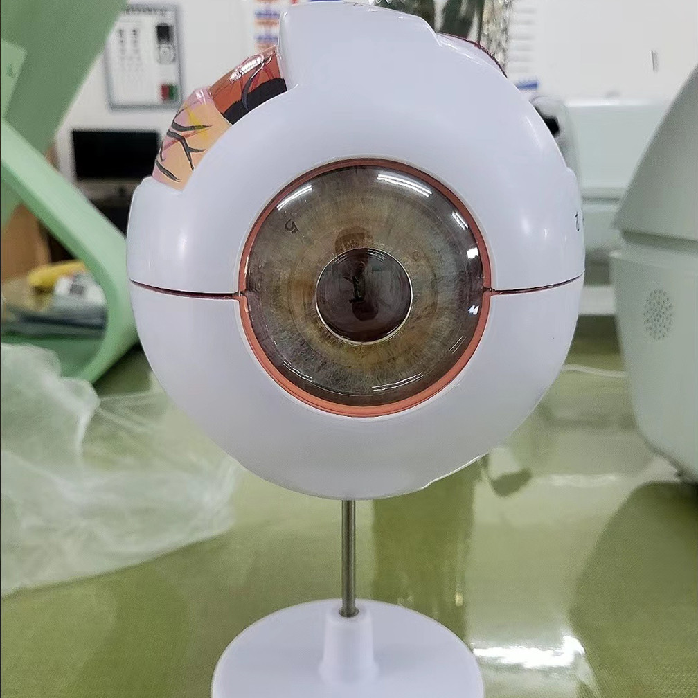 Jual GERAI SUKSES 6X 3X Human Eyeball Model Anatomical Medical Learning ...