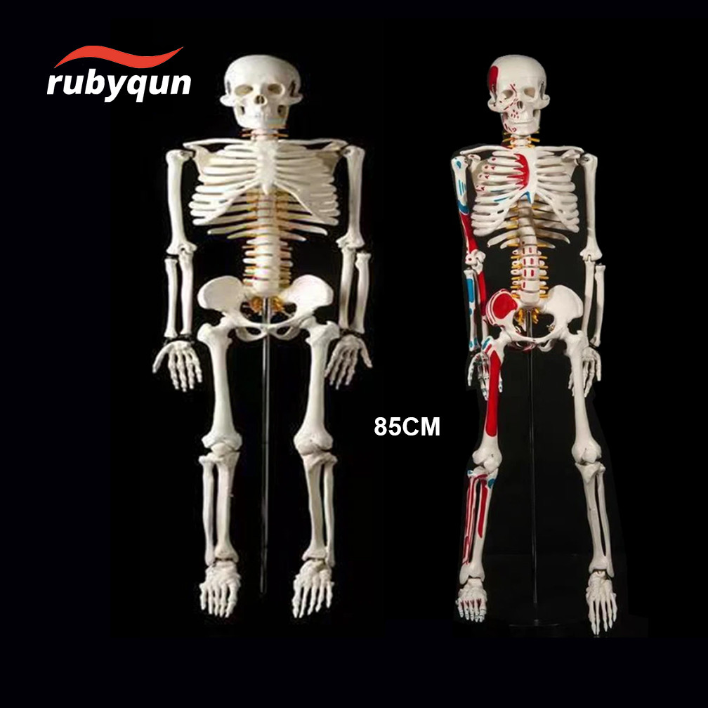 Jual GERAI SUKSES 85cm Human Skeleton Model Anatomical Anatomy Adult Human Flexible Medical ...