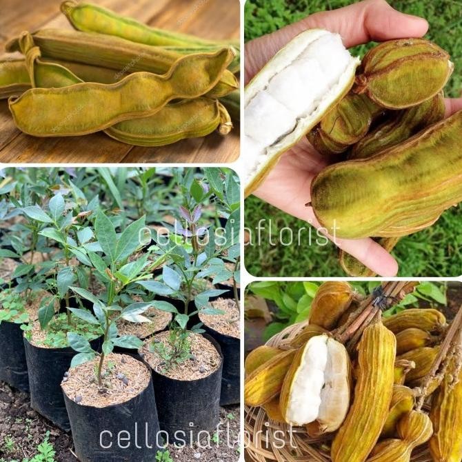 Jual PREMIUM Bibit Tanaman Buah Pacay / Kacang Icream / Buah Salju ...