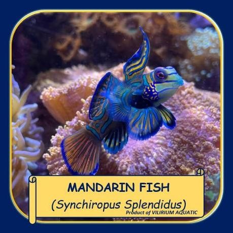 Jual Murah IKAN HIAS AIR LAUT - MANDARIN FISH / IKAN MANDARIN Non COD ...
