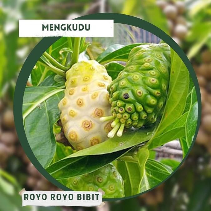 Jual KLITAS Bibit Tanaman Mengkudu Pace Pohon Buah Cangkudu Tanaman ...