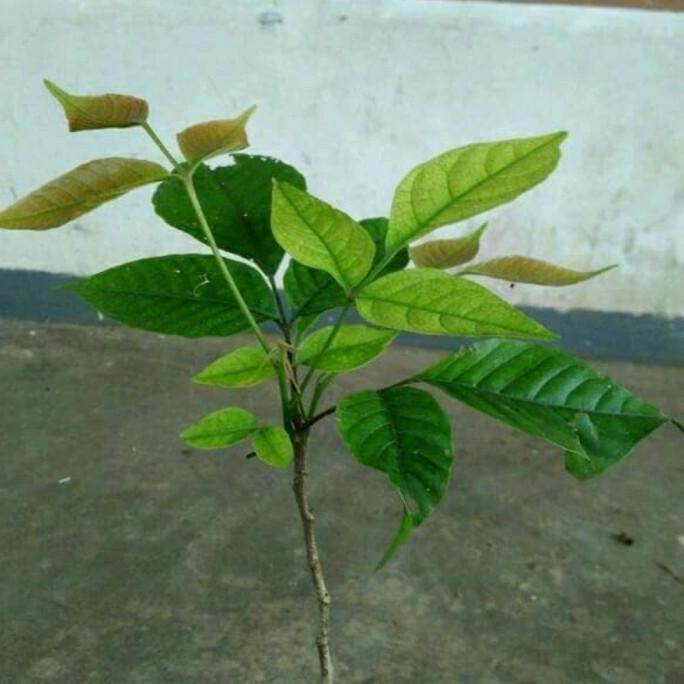 Jual Bibit Pohon Kecapi - Buah Kecapi - Tanaman Sentul Buahnya Orang ...
