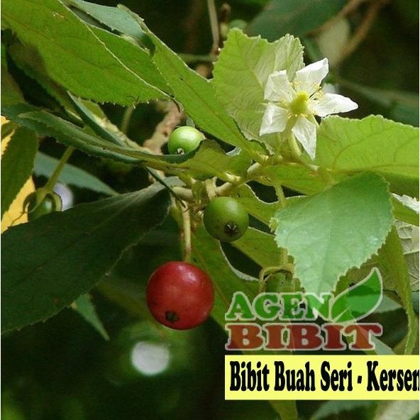 Jual BARANG SUPER Bibit Pohon Buah Ceri Seri Kersen Talok Keres Kersem ...