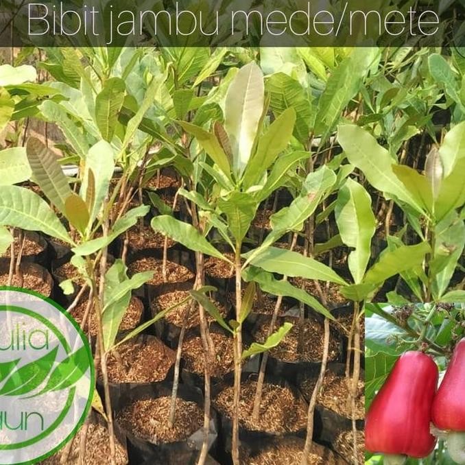 Jual Bibit tanaman jambu mede/Pohon buah jambu mete/Jambu monyet langka ...