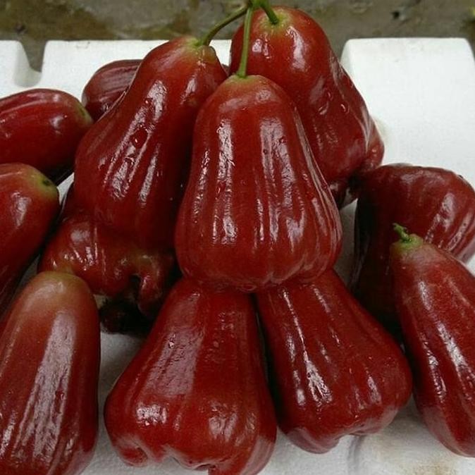 Jual UNGGULAN bibit tanaman jambu air madu deli, citra, kancing ...