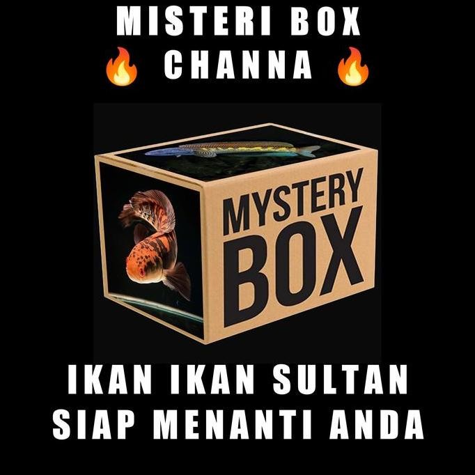 Jual MISTERI BOX CHANNA SULTAN (AURANTI STEWARTI RED SAMPIT GOLDEN ...