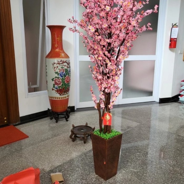 Jual POHON IMLEK MEIHUA SINCIA ANGPAO SAKURA XINCIA TANAMAN POT BUNGA ...