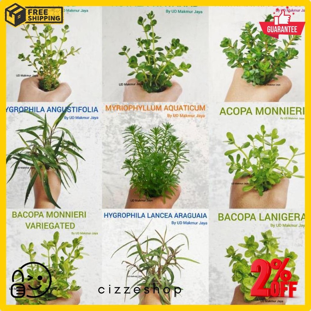Jual Paket 100 Stem Plant Aquascape 10 Jenis Terlengkap Dan Termurah ...