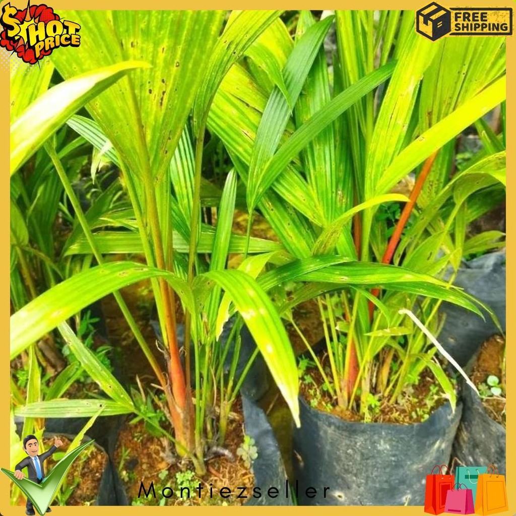Jual Tanaman Hidup Indoor Palem Pinang Merah 1 Meter - Tanaman Hias ...