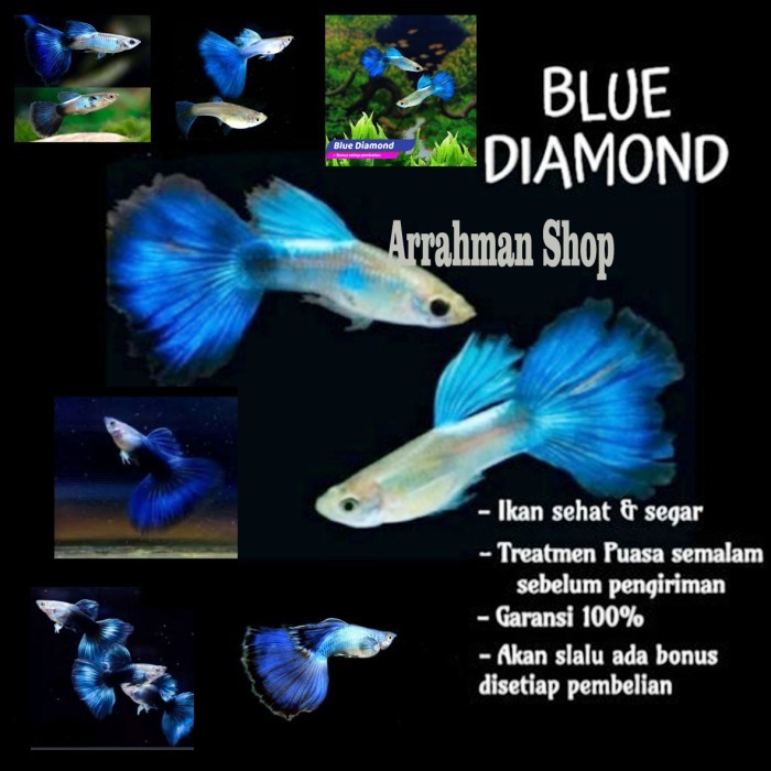Jual SPECIAL Ikan Guppy Blue Diamond Aquascape Aquarium - ikan hias gapi gupyikan hias air tawar ...