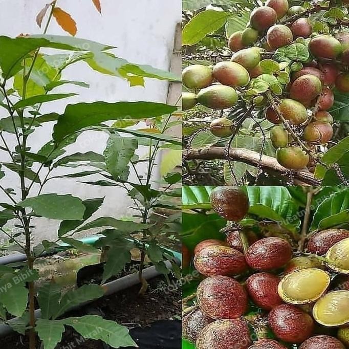 Jual PREMIUM Paket 4 Pohon Matoa Papua Cangkok-Bibit Tanaman Buah Matoa ...