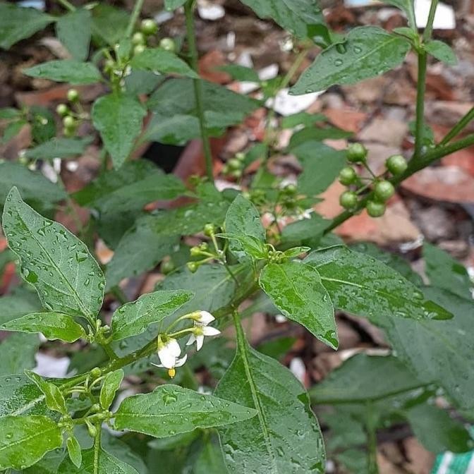 Jual PREMIUM POHON LENCA / TANAMAN BUAH LENCA | Shopee Indonesia