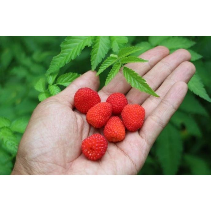 Jual PREMIUM Bibit tanaman buah arbei - Buah arben hutan langka ...