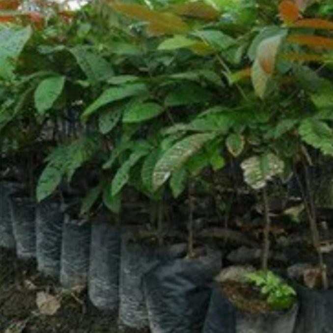 Jual bibit tanaman buah matoa unggul pohon di dalam pot PREMIUM ...