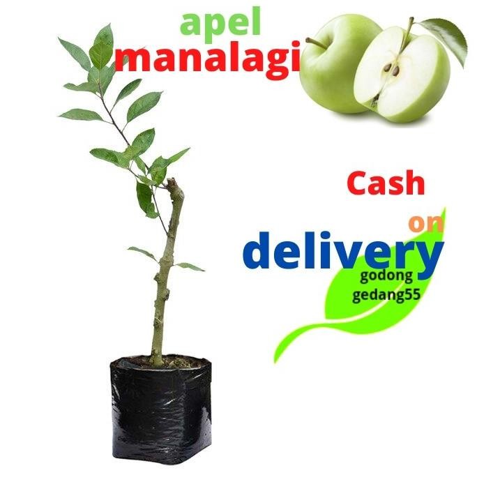 Jual VIRAALL bibit apel manalagi benih tanaman buah buahan dalam pot ...