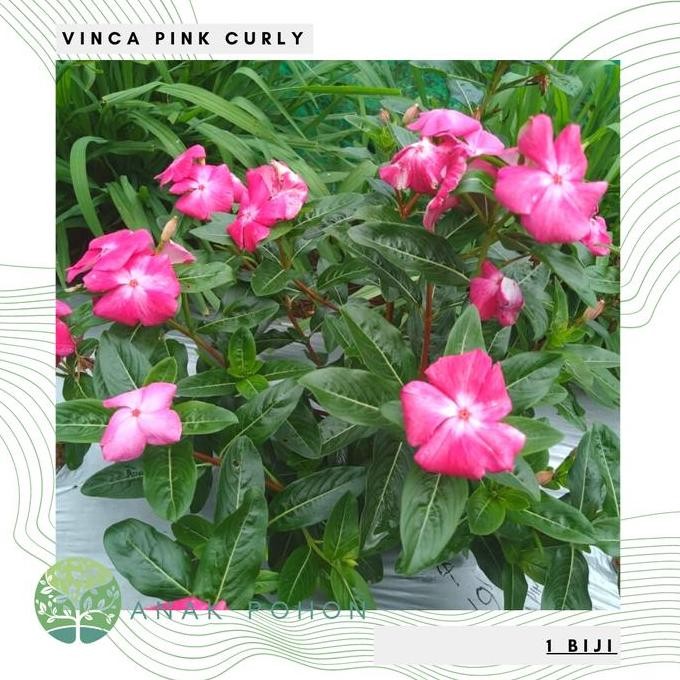 Jual Benih Bibit Biji - Bunga Vinca Pink Curly Rare Jenis Langka Seeds ...
