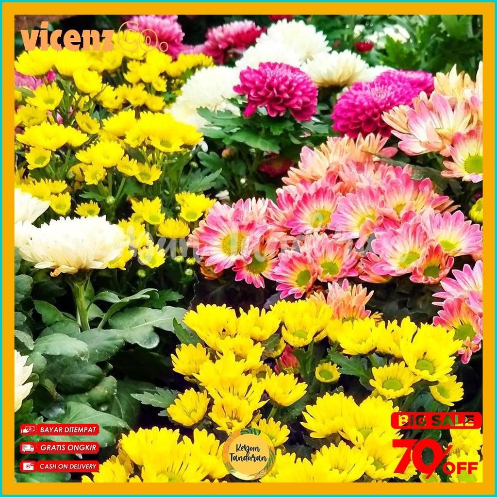 Jual Tanaman Bunga Krisan Berbunga Rimbun Satu Pot 1 Kg Kirim Include Media Tanam - Bisa Pilih ...