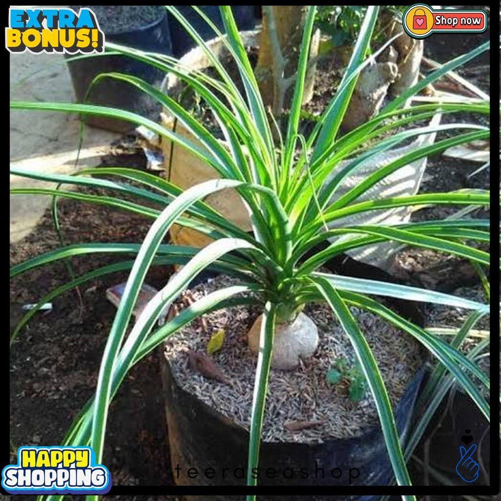 Jual Tanaman Hias Nolina Atau Ponny Tail Terlaris! Produk Ini Banyak Dicari | Shopee Indonesia