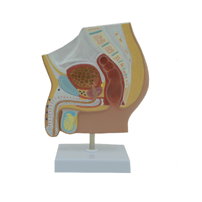 Jual GERAI SUKSES Sagittal Section Model of Male Genitourinary System ...
