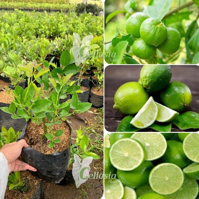 Jual Bibit Tanaman Buah Jeruk Nipis / Jeruk Pecel Cangkok Cepat Berbuah ...