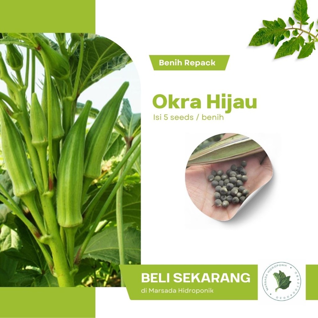 Jual Benih Bibit Okra Hijau Lucky Five Known You Seed - Kemasan Repack ...