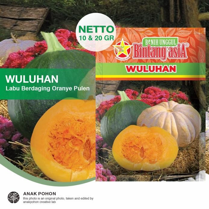 Jual (1 PACK) Benih Labu WULUHAN Labu Kuning Berdaging Oranye Pulen ...