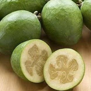 Jual Terlaris Tanaman Bibit Langka Jambu Feijoa ( Jambu Rasa Nanas ...