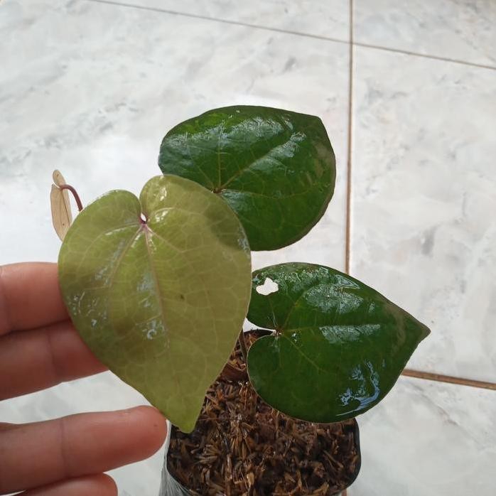 Jual Terlaris Tanaman Herbal Toga Bibit Sirih Hitam | Shopee Indonesia