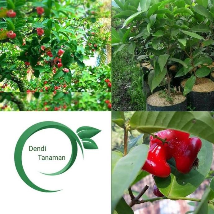 Jual Bibit Pohon Jambu Air Kancing Merah / Tanaman Buah Jambu Air ...