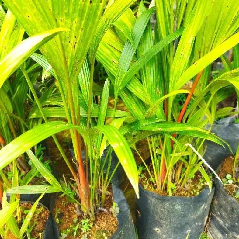 Jual Original Tanaman Hidup Indoor Palem Pinang Merah 1 Meter - Tanaman ...