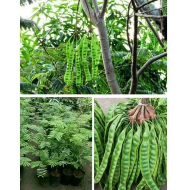 Jual Obral bibit tanaman buah pete/petai okulasi/bibit super unggul ATZ ...