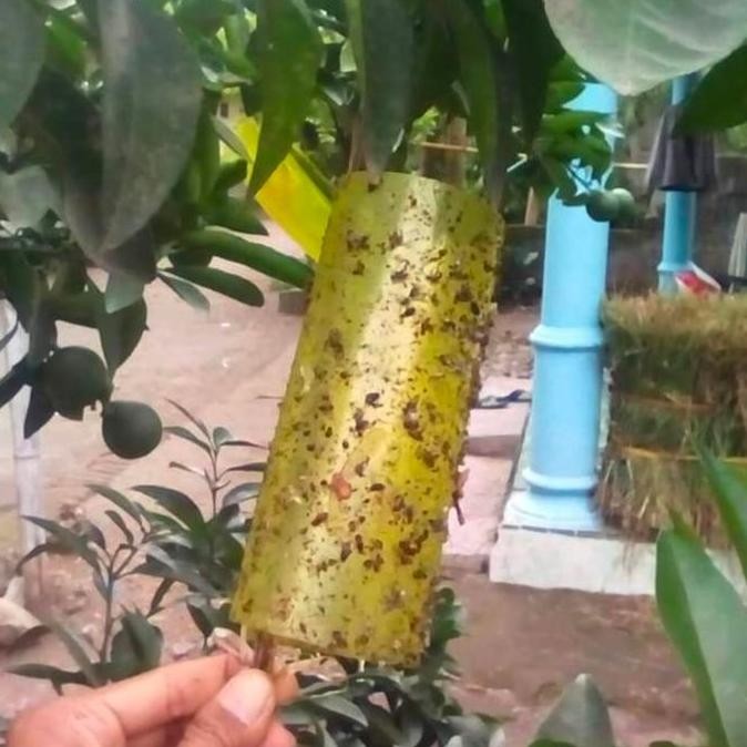 Jual TGR SPIDER INSECT TRAP lem perangkap hama kutu kebul thrips kaper ...
