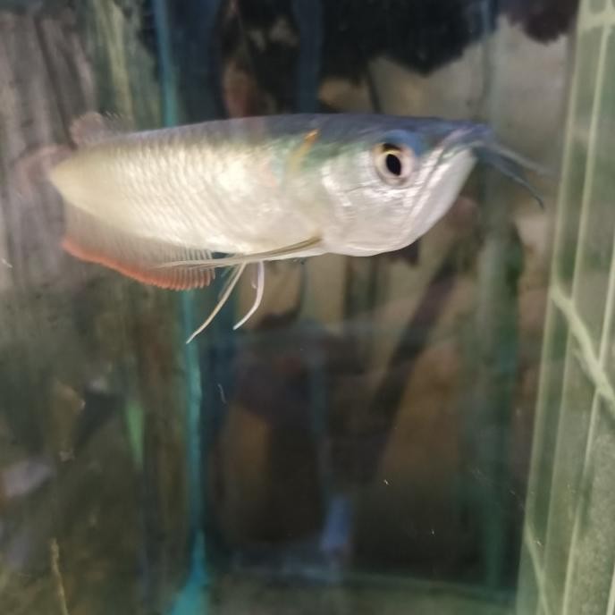 Jual Premium Ikan Arwana Silver High Quality | Shopee Indonesia