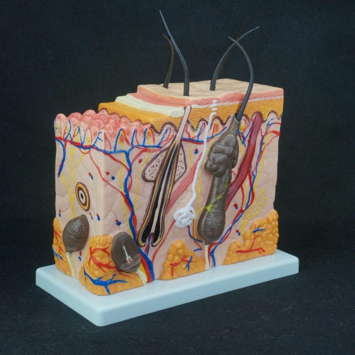 Jual 70X LIFE SIZE ANATOMICAL HUMAN SKIN BLOCK MODEL MEDICAL ...