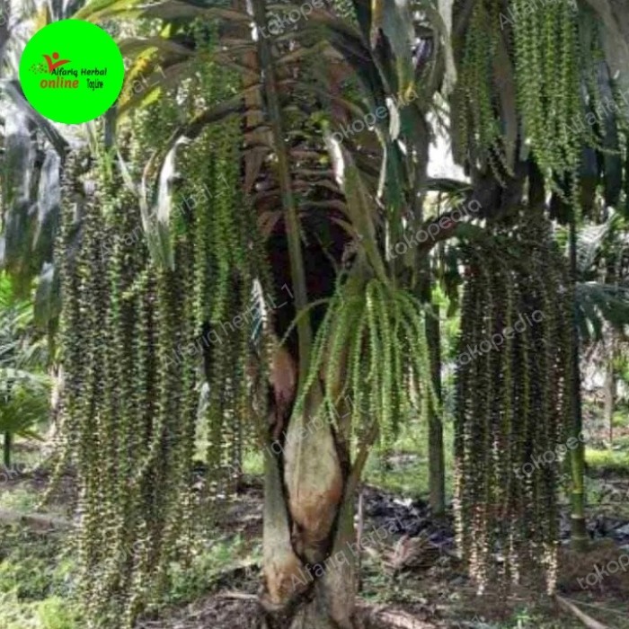 Jual Jual [READY] pohon aren genjah 1 meter | Shopee Indonesia